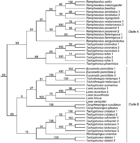 Maximum Likelihood Bootstrap Consensus Tree Numbers On Nodes Indicate