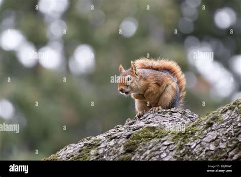 Screaming Squirrel