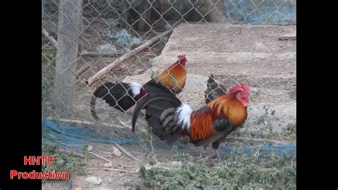 Qaib Dib Ncaws Qaib Qus Youtube