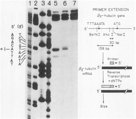 Determination Of The Transcription Initiation Site For P2 Tubulin Mrna Download Scientific