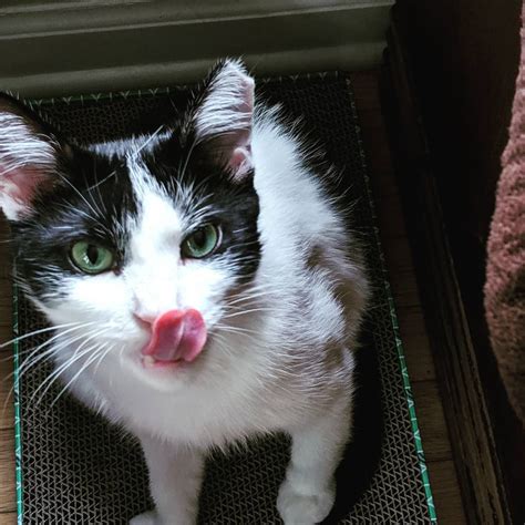 First Mlem Caught Rmlem