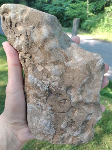 This Looks Like It Has Dibunophyllum Fossils On It From The Looks Of It What Do You Guys Think