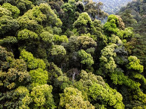 我国重点保护野生动植物种群持续恢复