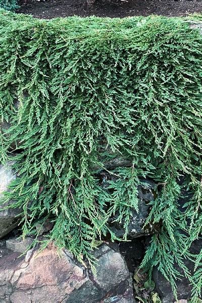 Buy Pancake Creeping Juniper Free Shipping Wilson Bros Gardens 3