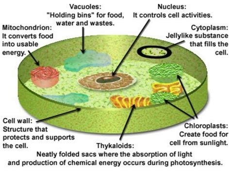 Cells Powerpoint Presentation