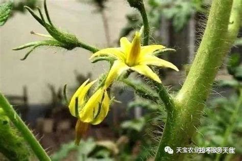 西红柿常见疑难问题大解析 知乎