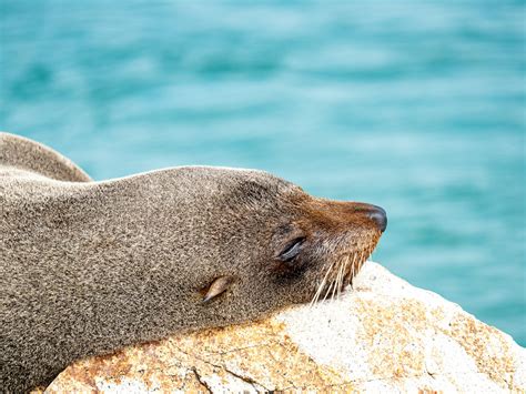 A Sea Lion Sleeping On A Rock By The Ocean Photo Free Forest Image On