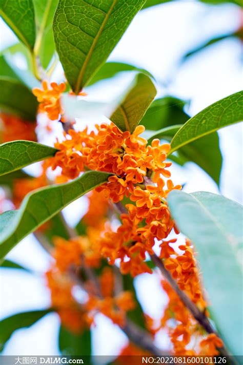 橙色桂花枝特写摄影图片 大图网图片素材