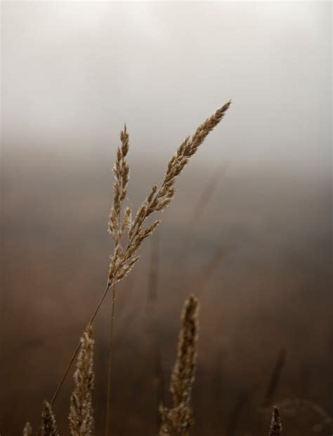 10월 4k Hd 가을 경작 경치 경치가 좋은 계절 계절성 고요한 곡물 농업 농촌의 독일 들판 들판 풍경 떨어지다 목가적인 미묘한 밀 밀