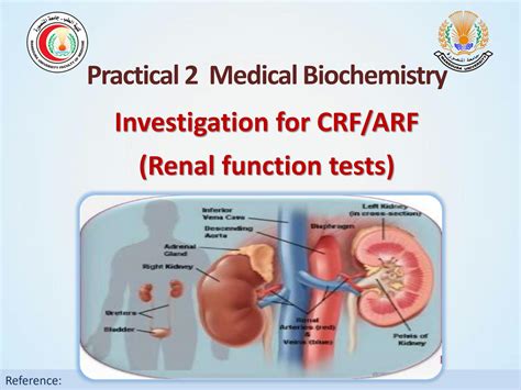 Solution Renal Bio P2 Renal Functions And Investigations Of Rf Ppt