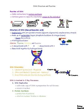 Study Guide DNA Structure And Function Color By Biology Blasts