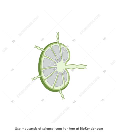 Free Lymph Node Cut With Cortex Icons Symbols Images BioRender
