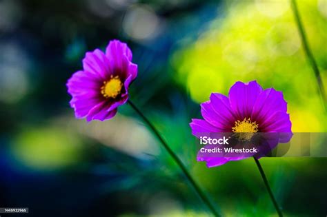 햇볕이 잘 드는 정원에서 흐릿한 녹색 배경에 아름 다운 분홍색 정원 코스모스 꽃의 근접 촬영 0명에 대한 스톡 사진 및 기타 이미지 Istock
