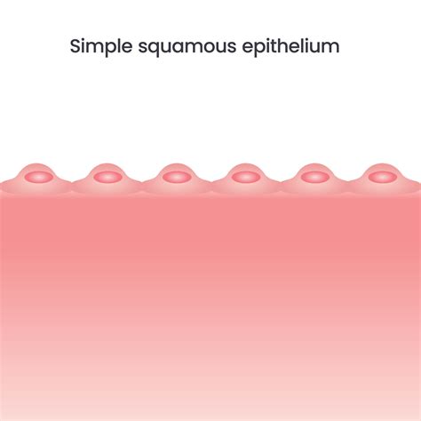 Simple Squamous Epithelium Vector Illustration Background 10803616
