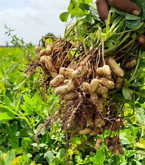 Unlock The Secrets Of Groundnut Farming A Step By Step Peanut