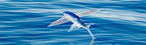 Discover The Red Sea Flying Fish Aerial Marvel