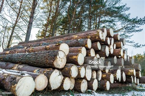 숲에서 소나무 숲의 나무 로그입니다 갓 다진 나무 통나무는 더미에 서로 위에 쌓여 있습니다 0명에 대한 스톡 사진 및 기타 이미지 Istock