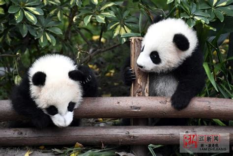 熊猫卖萌图片宝宝熊猫宝宝萌萌哒的图片熊猫宝宝最萌图片大山谷图库