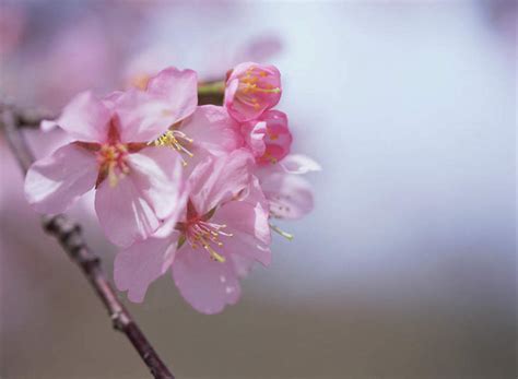 无人横图室外特写白天正面幸福纯洁花海花圃美景植物樱花叶子日本亚洲朦胧模糊盛开景观枝头枝条枝粉红