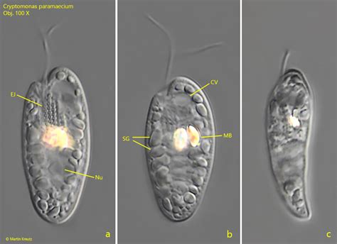 Cryptomonas Paramaecium Real Micro Life