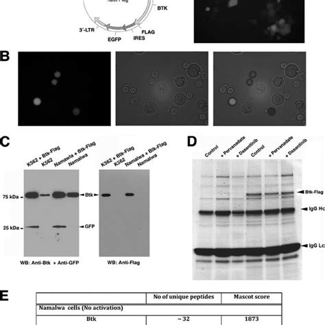 Strategy Used To Create The Biological Model For Proteomics Analysis Download Scientific