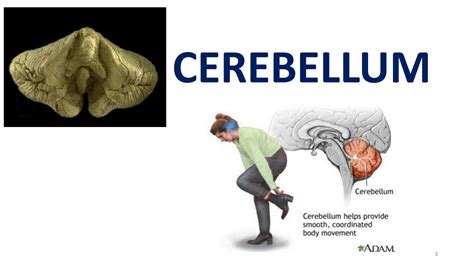 Solution Cerebellum Basal Ganglia And Referred Pain Studypool