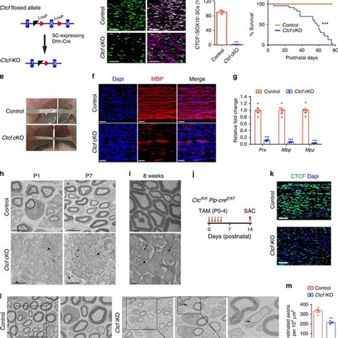 Ctcf Deletion In Scs Inhibits Sc Differentiation And Myelination A B