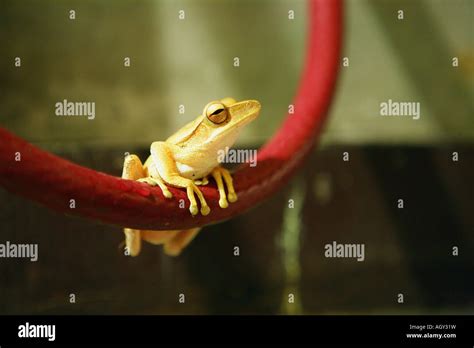 Tree Frog In A Shower Cubicle Stock Photo Alamy