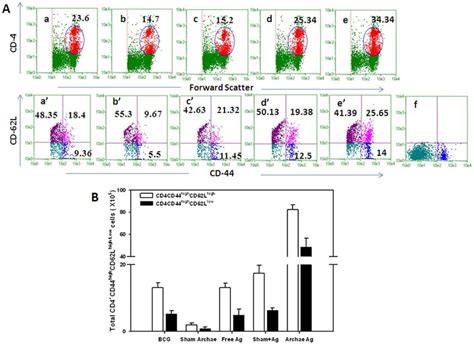 Augmentation Of Long Lasting CD4 T Cell Effector Central Memory Download Scientific Diagram