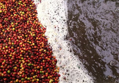Seperti Inilah Cara Pengolahan Kopi Metode Basah Kopikita