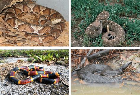 Snake Bites Information For Families