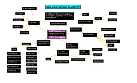 Mapa Mental De Tejido Conectivo Docsity