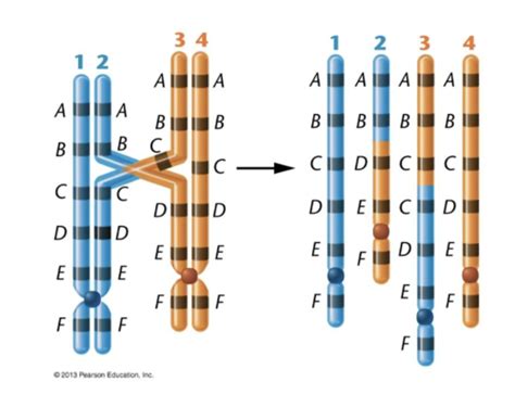 Genetics Exam 1 Review Flashcards Quizlet