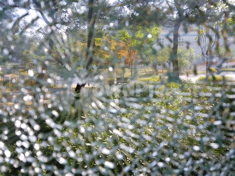 깨진유리 풍경 나무 깨짐 유리 사진이미지일러스트캘리그라피 Nnnnnnnn작가