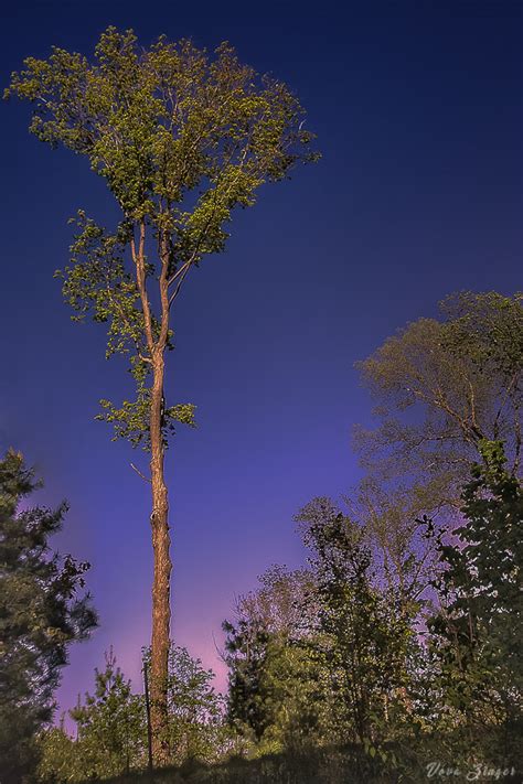 High Tree Vova Zingers Photoblog