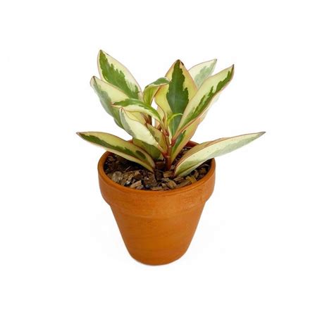 پپرومیا قاشقی تریکالر