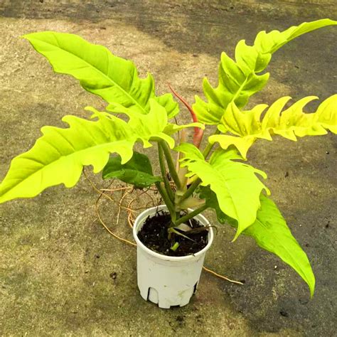 Philodendron Golden Crocodile Elves Garden