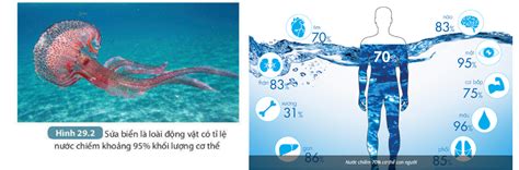 Lý Thuyết Vai Trò Của Nước Và Chất Dinh Dưỡng đối Với Sinh Vật Khoa