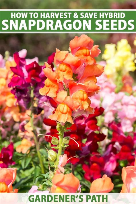 How To Pollinate And Collect Hybrid Snapdragon Seeds