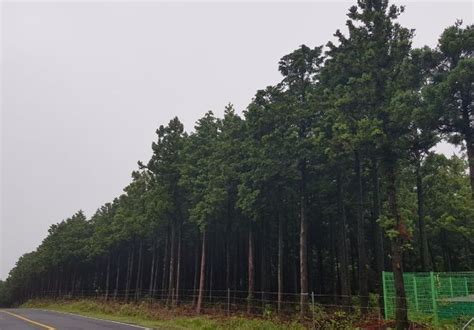 제주시 산림의 가치 증진을 위한 숲가꾸기