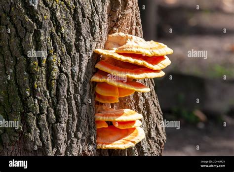 Tree Fungi Hi Res Stock Photography And Images Alamy