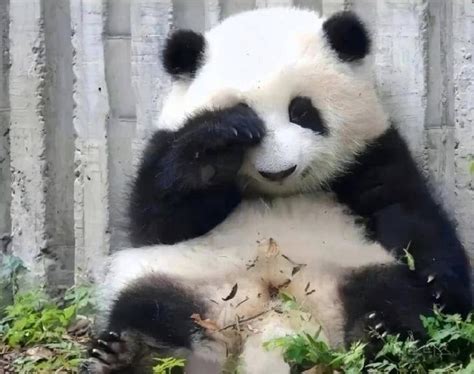 푸바오와 동갑내기라는 중국에서 인기 많은 팬더 화화 인스티즈instiz 이슈 카테고리