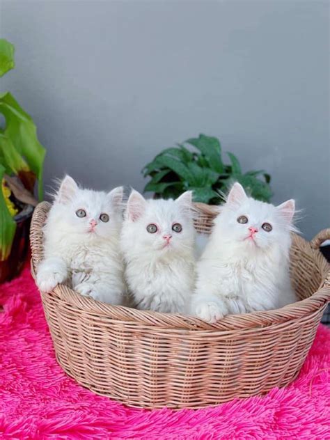 ກຸ່ມຄົນຮັກແມວ ປະເທດລາວ