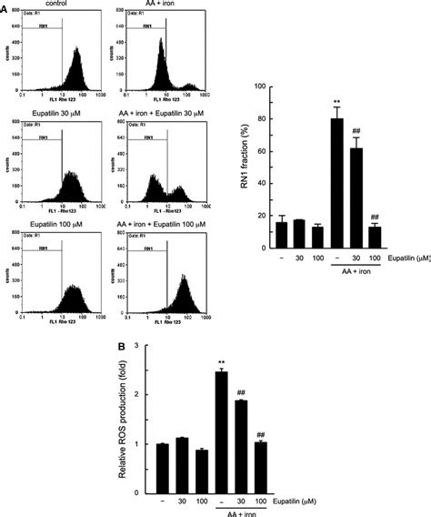 Eupatilin Inhibits Mitochondrial Dysfunction And Ros Production A