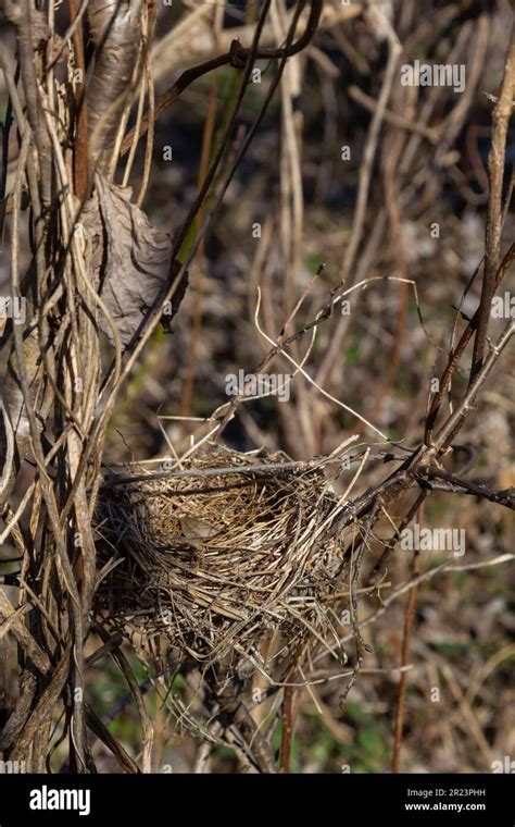Empty Bird S Nest Spring Forest In The Bush There Is An Abandoned Nest Of A Bird Which May