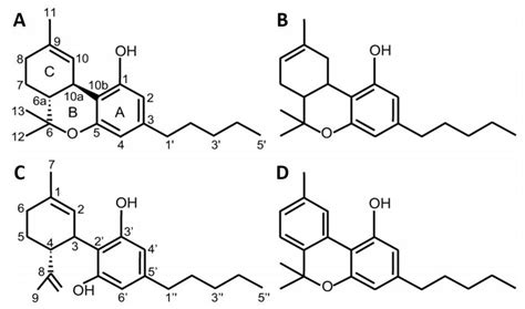 The Chemical Structure Of Main Cannabinoids Present In Cannabis Download Scientific Diagram