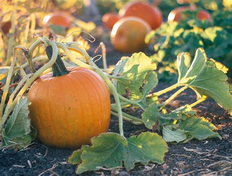 When And How To Trim Pumpkin Vines Artofit