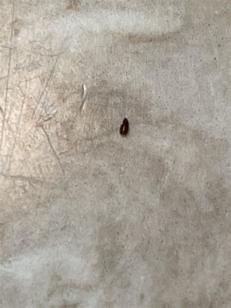 Can Anyone Tell Me If This Is A Bedbug Rbedbugs