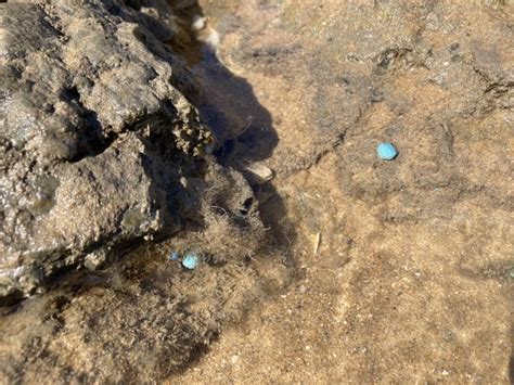 Does Anyone Know What These Little Blue Blobs Are Found In Rock Pools In Central Qld Maybe