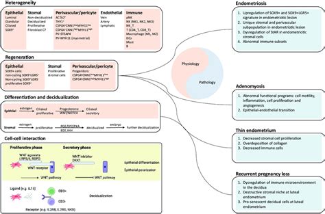 Summary Diagram For Single Cell Application In Endometrial Research